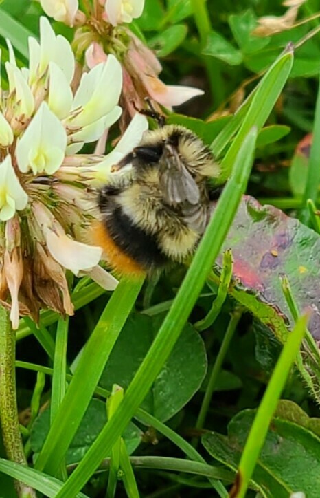 Bumble Bees from Aleutians East Borough, AK, USA on July 26, 2024 at 03 ...