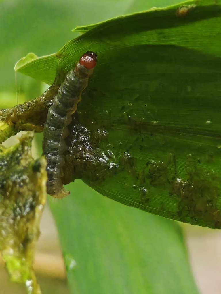 Pycnarmon cribrata from 3773, Nav Nivesh Colony, Ganga Nagar, Jabalpur ...