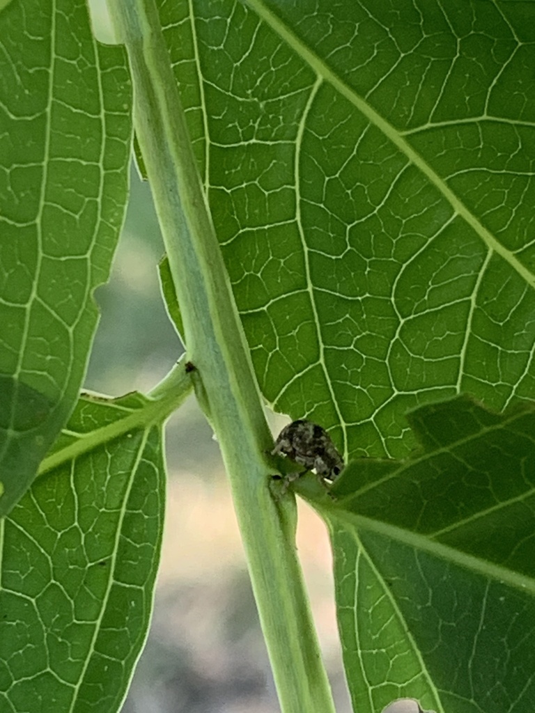 Two-banded Japanese Weevil from Garwin Rd, Swedesboro, NJ, US on July ...