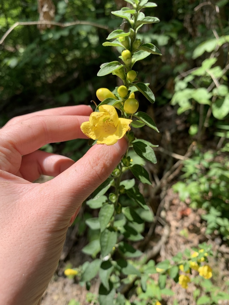 downy yellow false foxglove in July 2024 by endersmoothie · iNaturalist