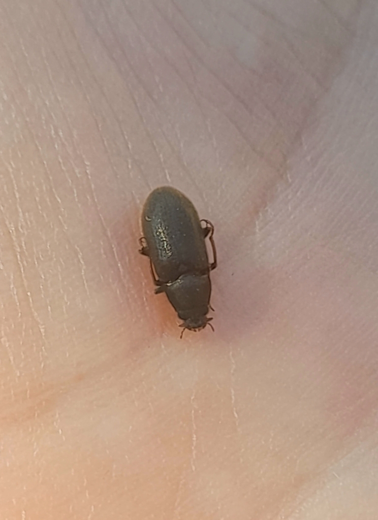 long-toed water beetles from Santo Tomé, Santa Fe, Argentina on July 26 ...