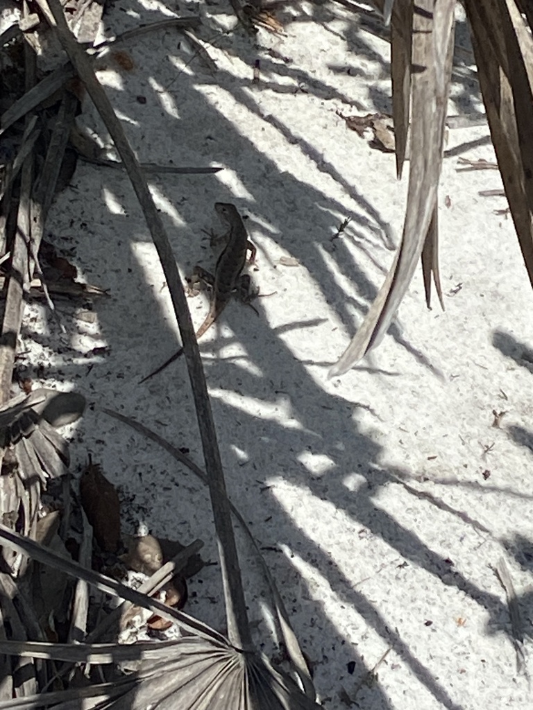 Florida Scrub Lizard in July 2024 by ethanroyal · iNaturalist