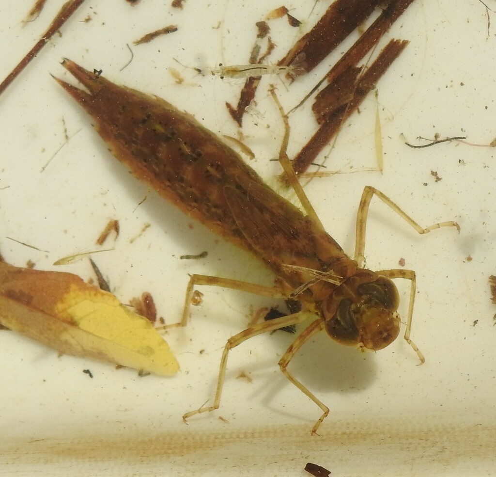 Orange Emperor from Makuya Park, South Africa on July 24, 2024 at 10:27 ...