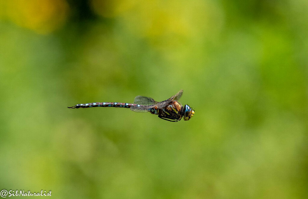 Sedge Darner from г. Томск, Томская обл., Россия on July 27, 2024 at 12 ...