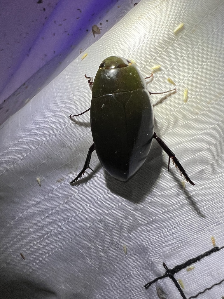 Hydrophilus from Roy G. Guerrero Colorado River Metro Park, Austin, TX ...