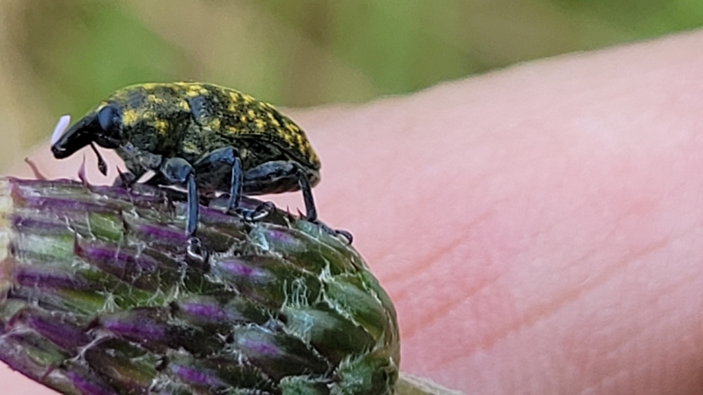 Turbine Cylindrical Weevil from Tiergartenbreite, 38448 Wolfsburg ...