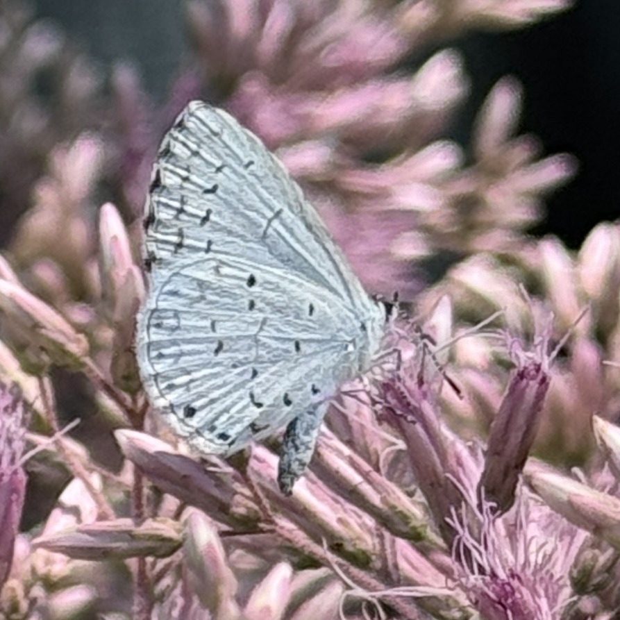 Summer Azure from Englewood Ave, Saint Paul, MN, US on July 27, 2024 at ...