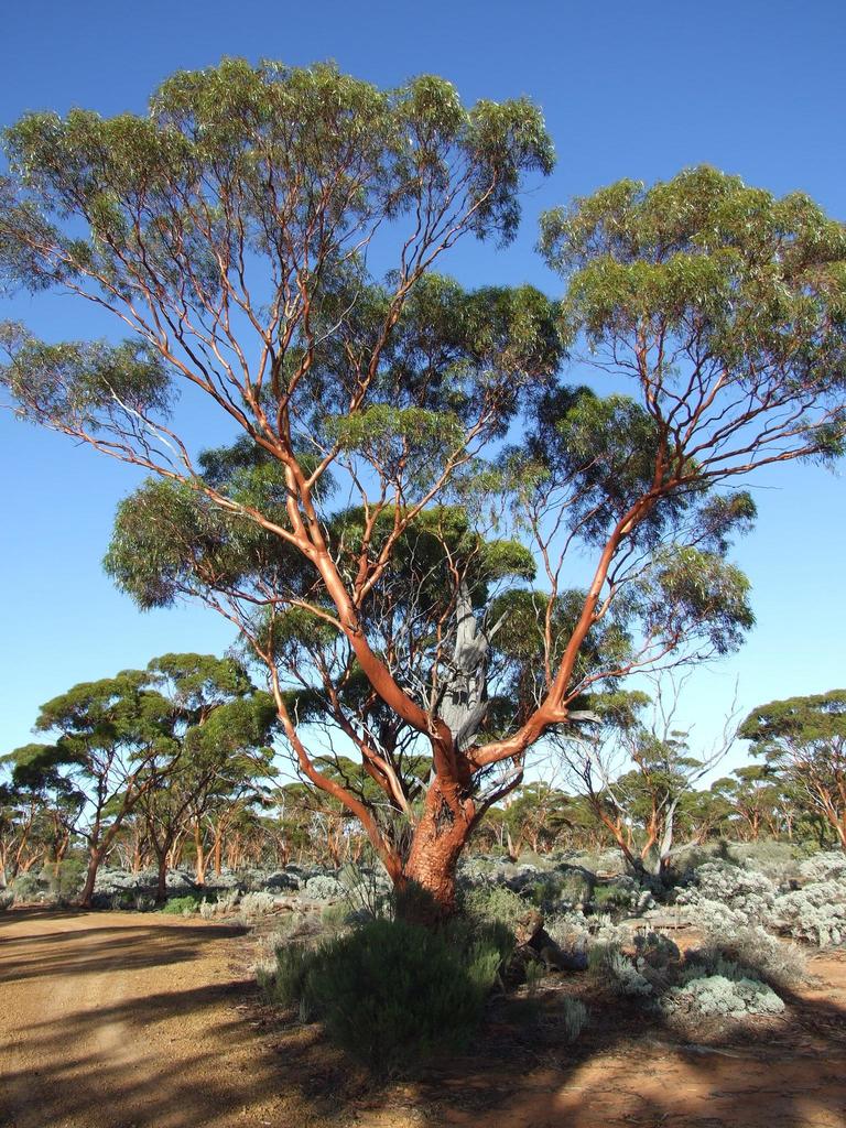 Salmon Gum (Eucalyptus salmonophloia) - Botanical Realm