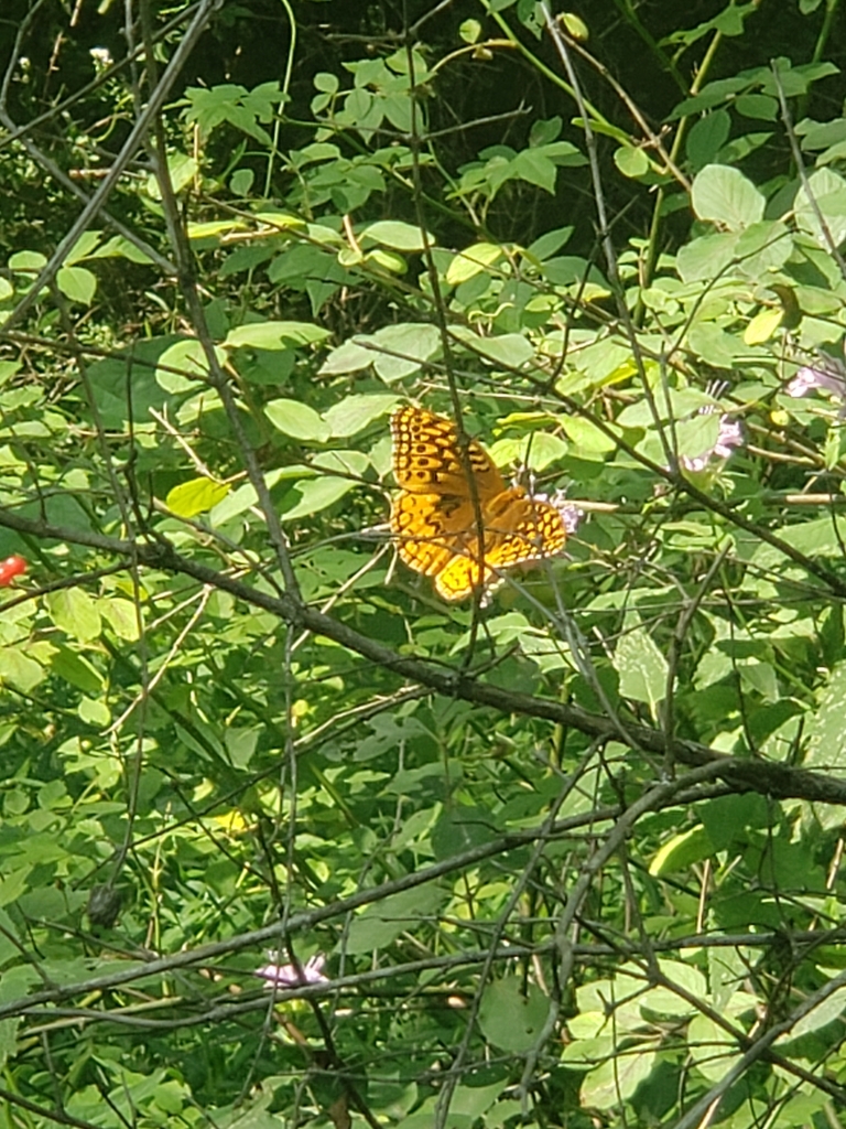 Great Spangled Fritillary from Delaware Water Gap National Recreation ...
