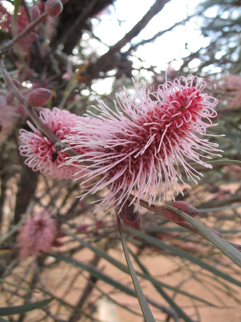 Emu Tree (Hakea francisiana) - Botanical Realm
