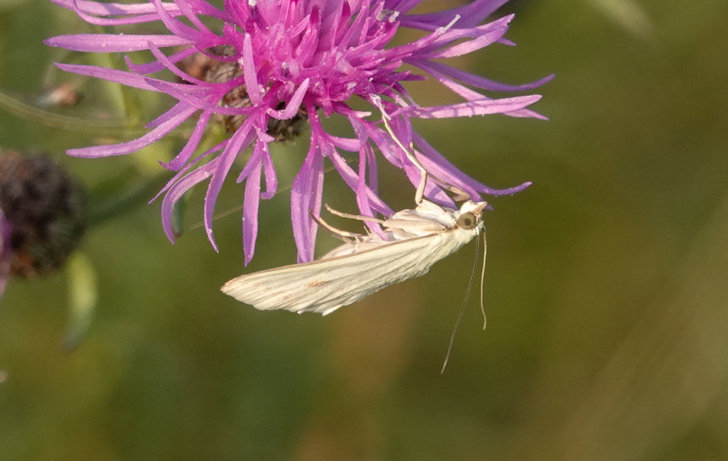 Carrot Seed Moth from South Riverdale, Toronto, ON, Canada on July 27 ...