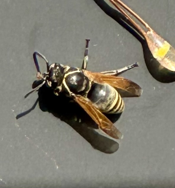 Keyhole Wasp from Maui, Kula, HI, US on July 27, 2024 at 09:31 AM by ...