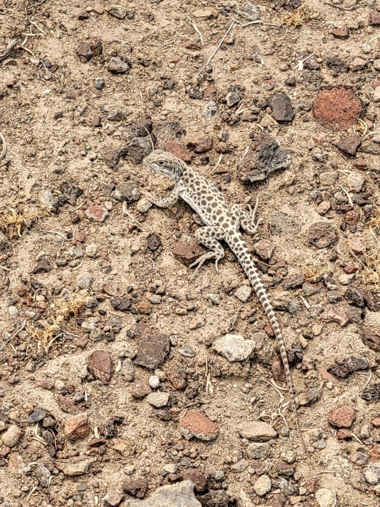 Long-nosed Leopard Lizard in July 2024 by herzbergsk · iNaturalist