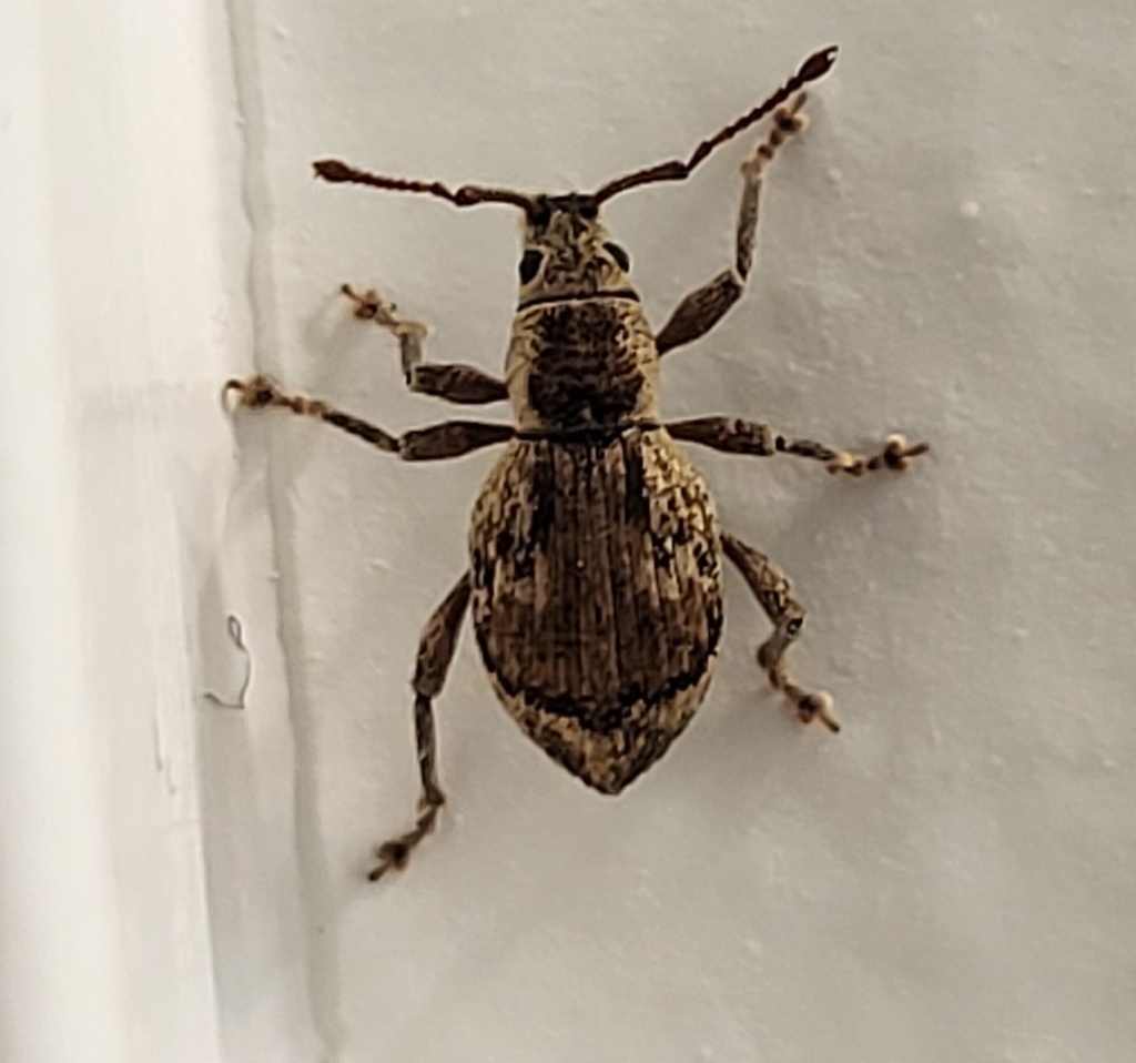 obscure root weevil in July 2024 by Ben Meredyk · iNaturalist