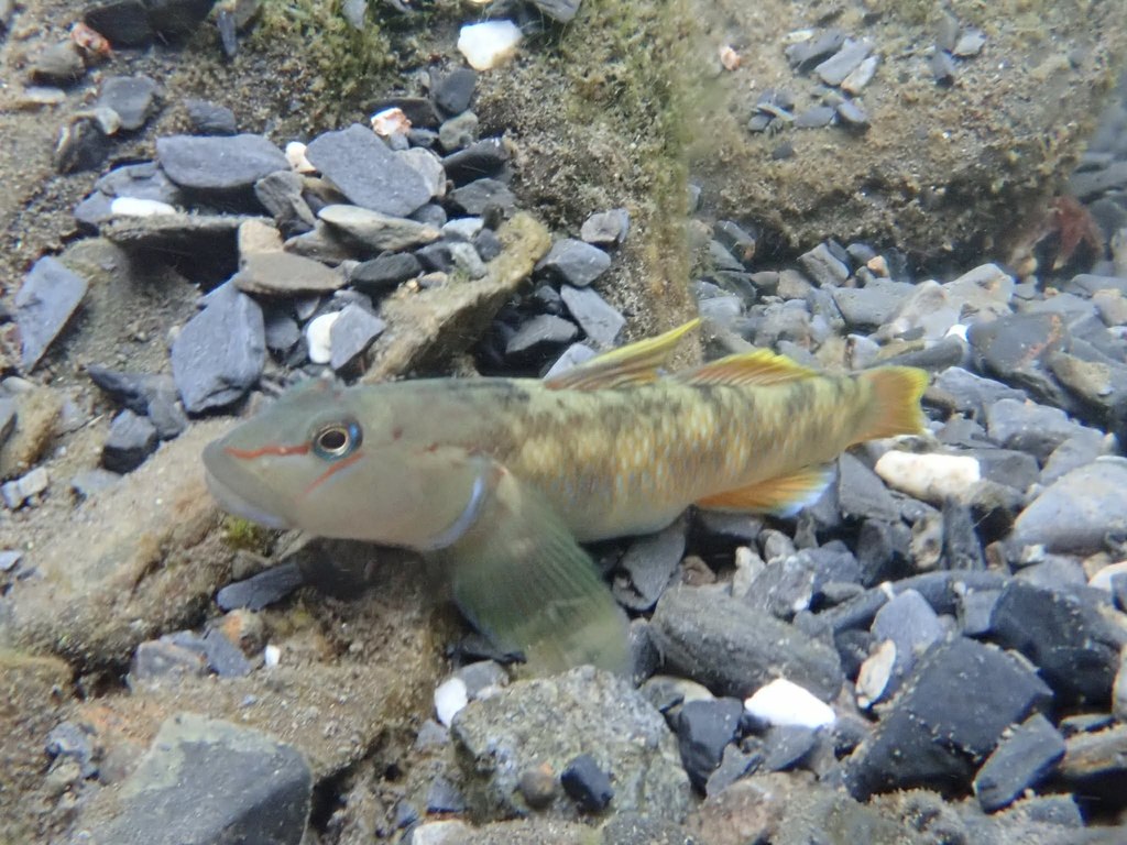 明潭吻鰕虎 (深溝水生生物口袋圖鑑) · iNaturalist