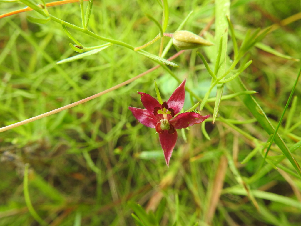 Trailing Rhatany from Bastrop County, TX, USA on June 27, 2024 at 09:15 ...