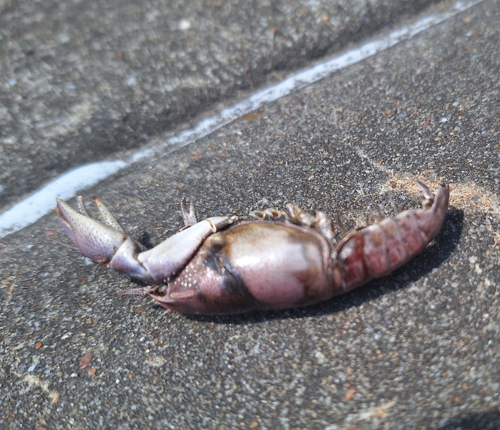 Ringed Crayfish from Fayetteville, AR, USA on July 27, 2024 at 01:36 PM ...