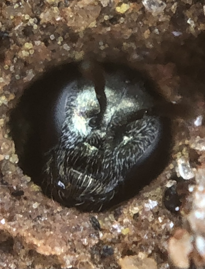 Metallic Sweat Bees from Oakview Rd, Decatur, GA, US on July 27, 2024 ...