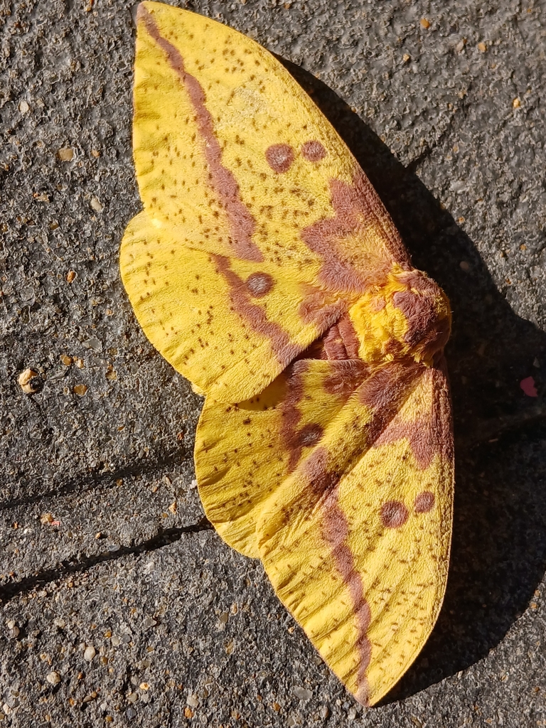 Imperial Moth from California, MD, USA on July 27, 2024 at 08:03 AM by ...