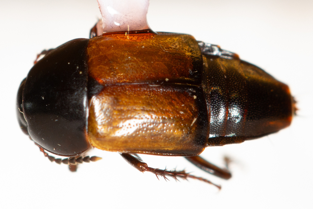 Tachinus fimbriatus from Franklin County, PA, USA on June 11, 2024 at ...
