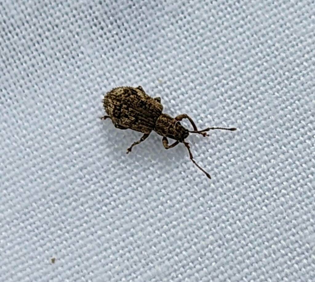 Peach Root Weevil from Lake Murphysboro State Park, Overflow on July 27 ...