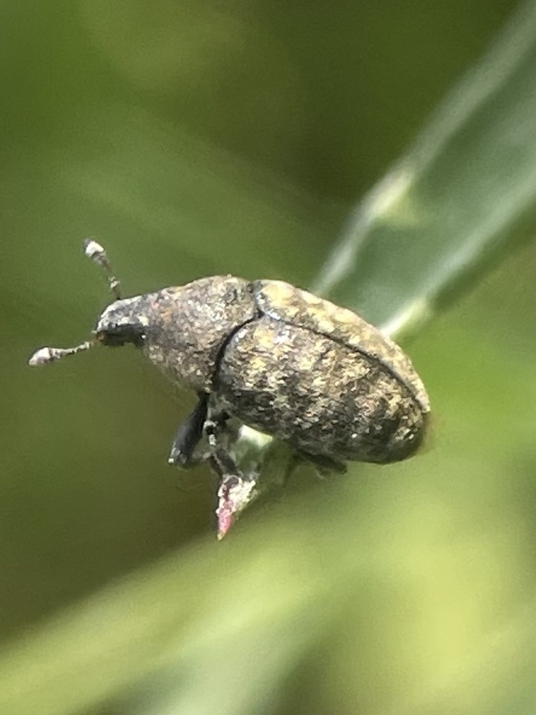 Blunt Knapweed Flower Weevil from Lainhart Rd, Altamont, NY, US on July ...