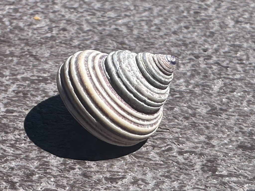 Calliostoma from Tongue Point Park Rd, Port Angeles, WA, US on July 23 ...