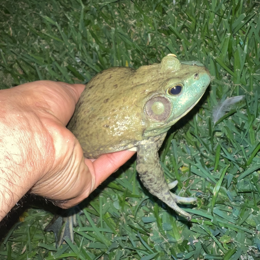 American Bullfrog from Brooks Lake, Sugar Land, TX, US on June 16, 2024 ...