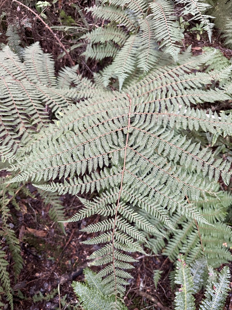 Mountain Tree Fern from North Kaimanawa Forest Park, New Zealand on ...