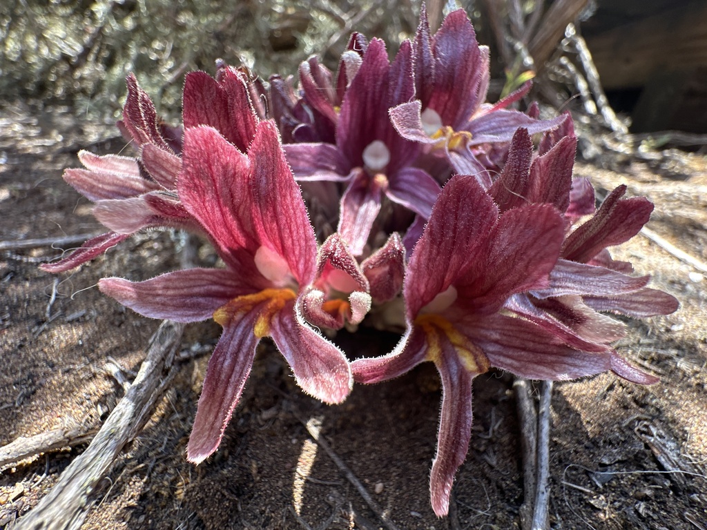 Aphyllon californicum grande from Montaña de Oro State Park, Los Osos ...