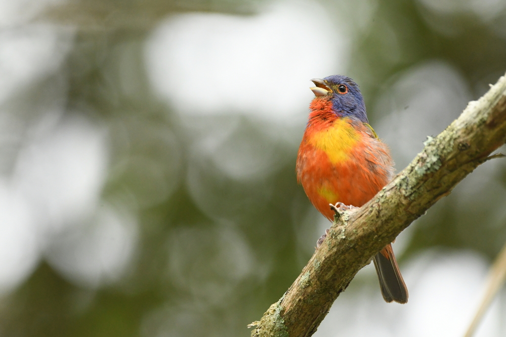 Painted Bunting from Georgetown County, SC, USA on July 24, 2024 at 04: ...