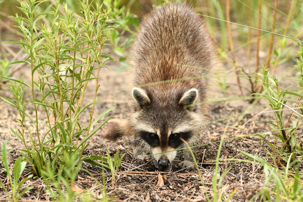 Common Raccoon from Georgetown County, SC, USA on July 24, 2024 at 04: ...