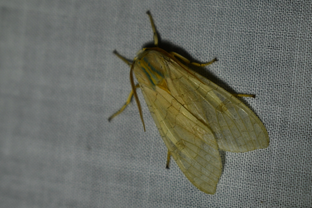 Halysidota from McDowell County, NC, USA on July 20, 2024 at 11:20 PM ...