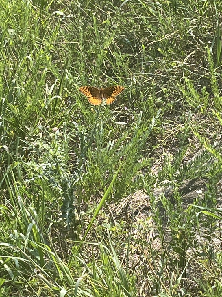 Great Spangled Fritillary from Fayetteville, PA, US on July 27, 2024 at ...