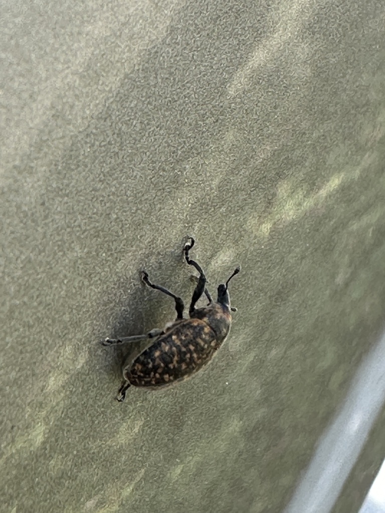Turbine Cylindrical Weevil from Arbor Dr, Parma, OH, US on July 27 ...