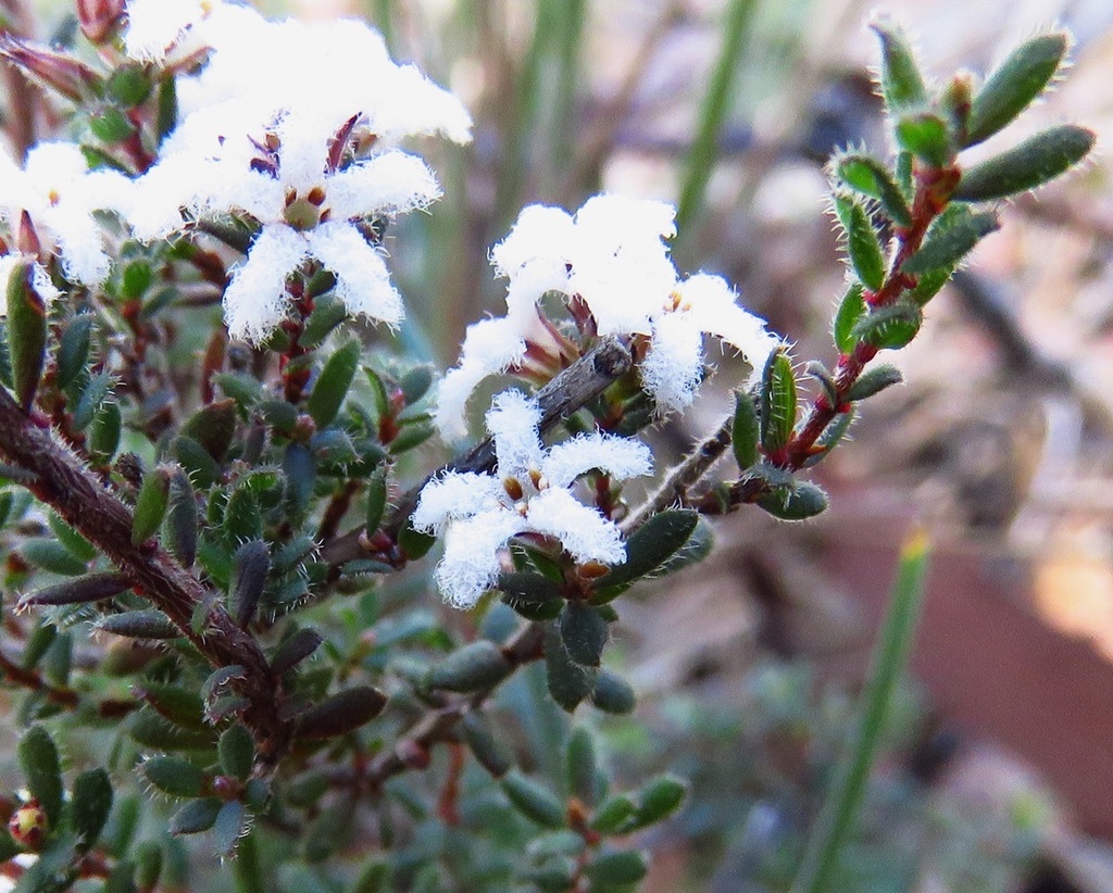 Leucopogon microphyllus pilibundus from Gardens of Stone SCA, Cullen ...