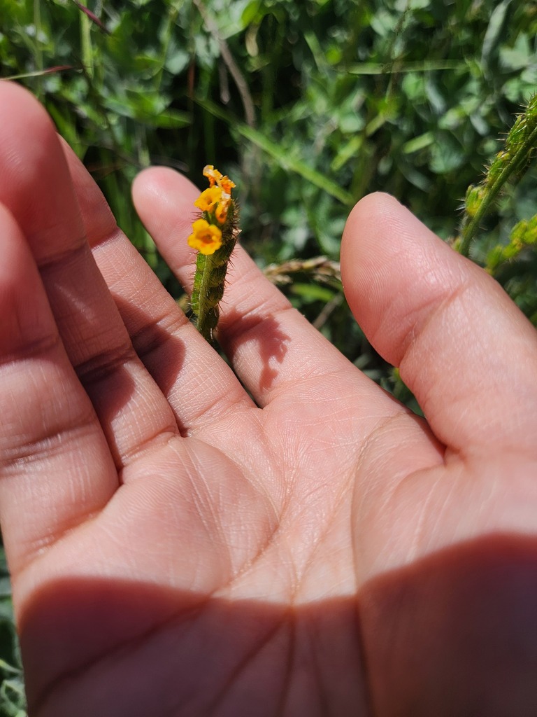 bent-flowered fiddleneck in May 2024 by GinaGPark · iNaturalist
