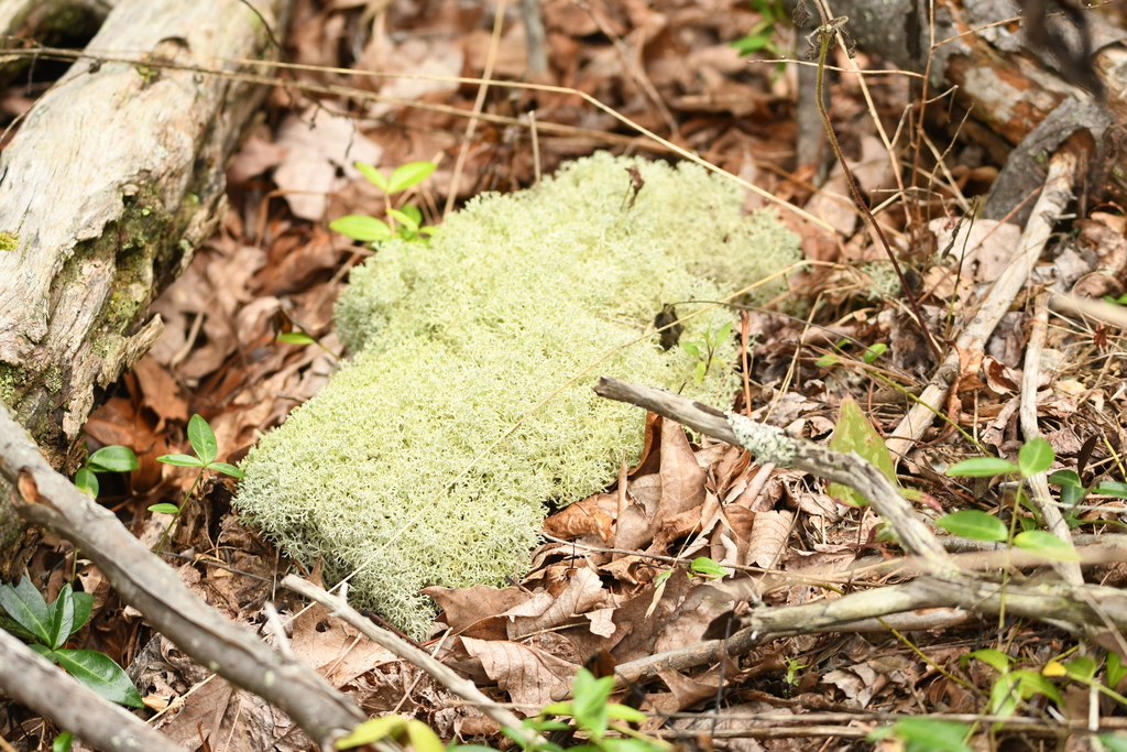 Dixie Reindeer Lichen from McDowell County, NC, USA on July 23, 2024 at ...