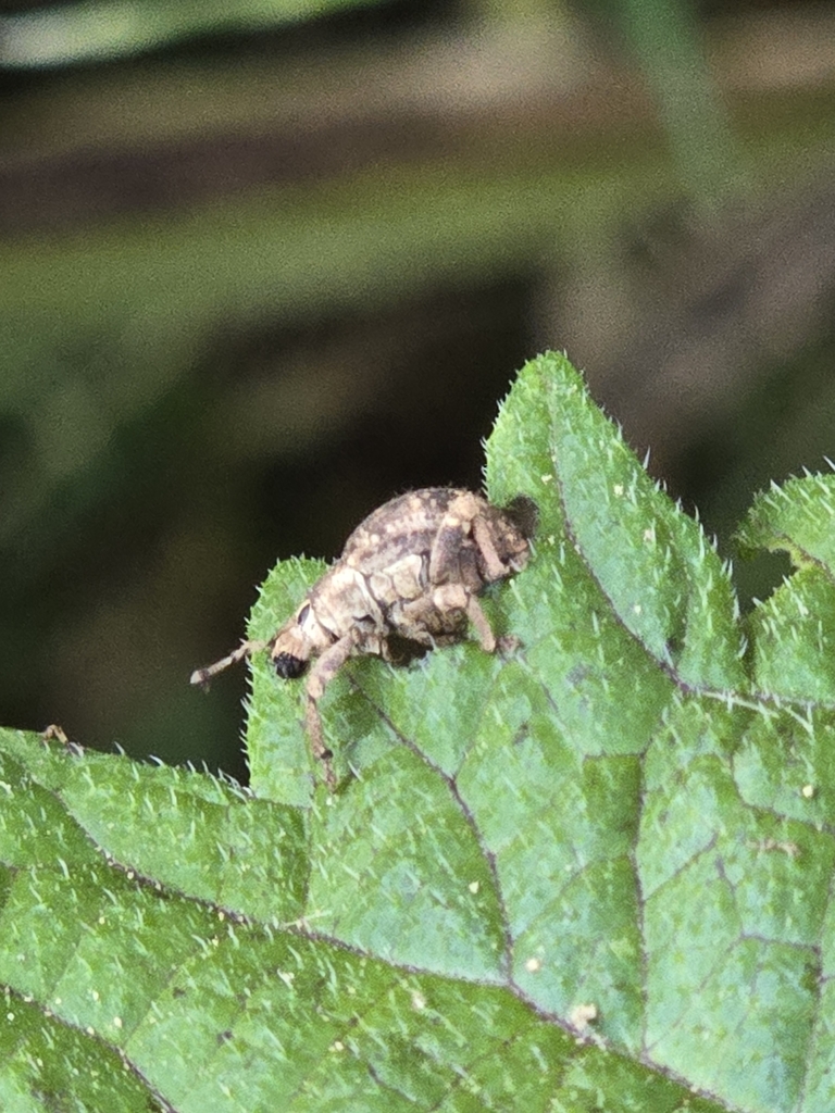 Two-banded Japanese Weevil from Murray, KY 42071, USA on July 27, 2024 ...