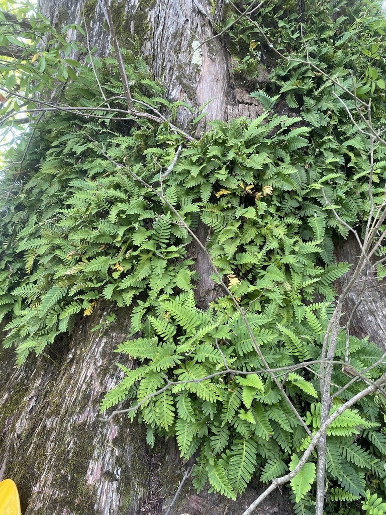 resurrection fern from Mascot, VA, US on July 27, 2024 at 01:09 PM by ...