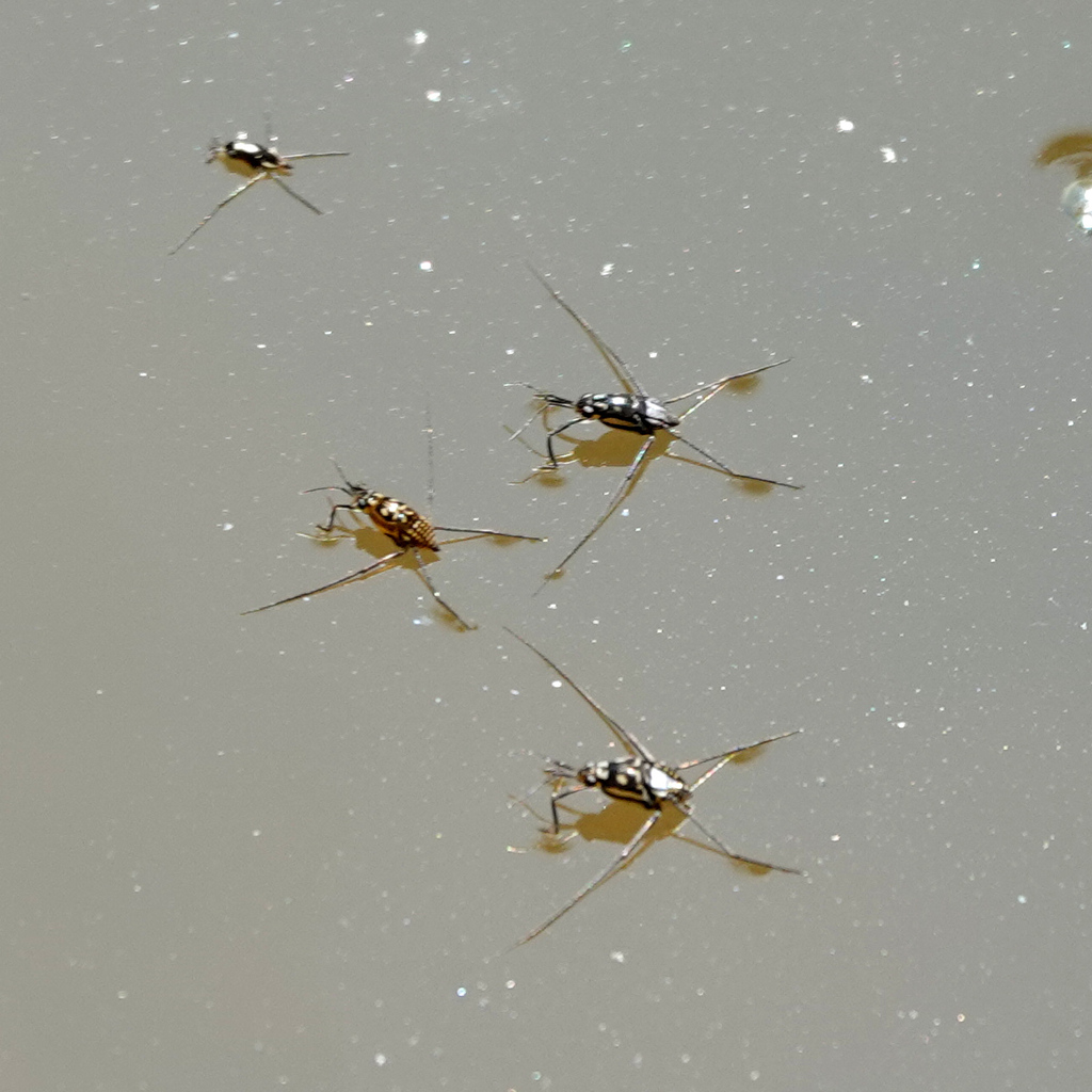 Trepobates subnitidus from Chesterfield County, VA, USA on July 27 ...