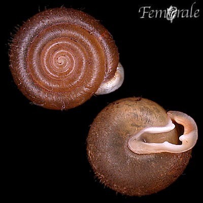 Genus Isognomostoma · iNaturalist United Kingdom