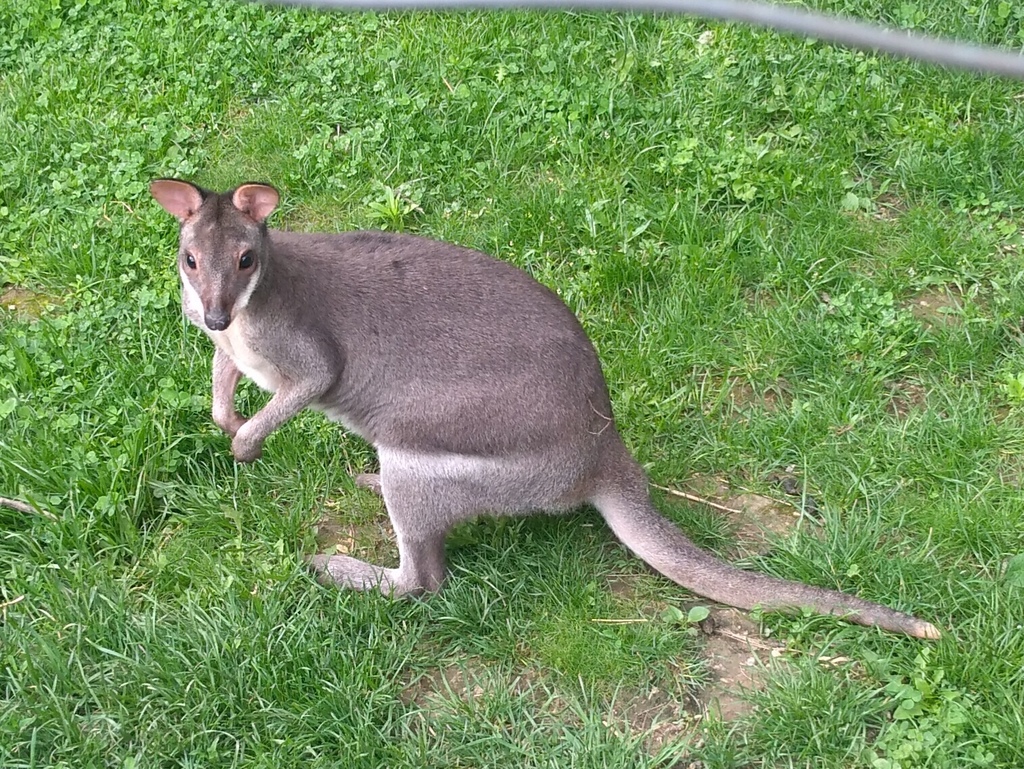 Dusky Pademelon (Thylogale brunii) - Know Your Mammals