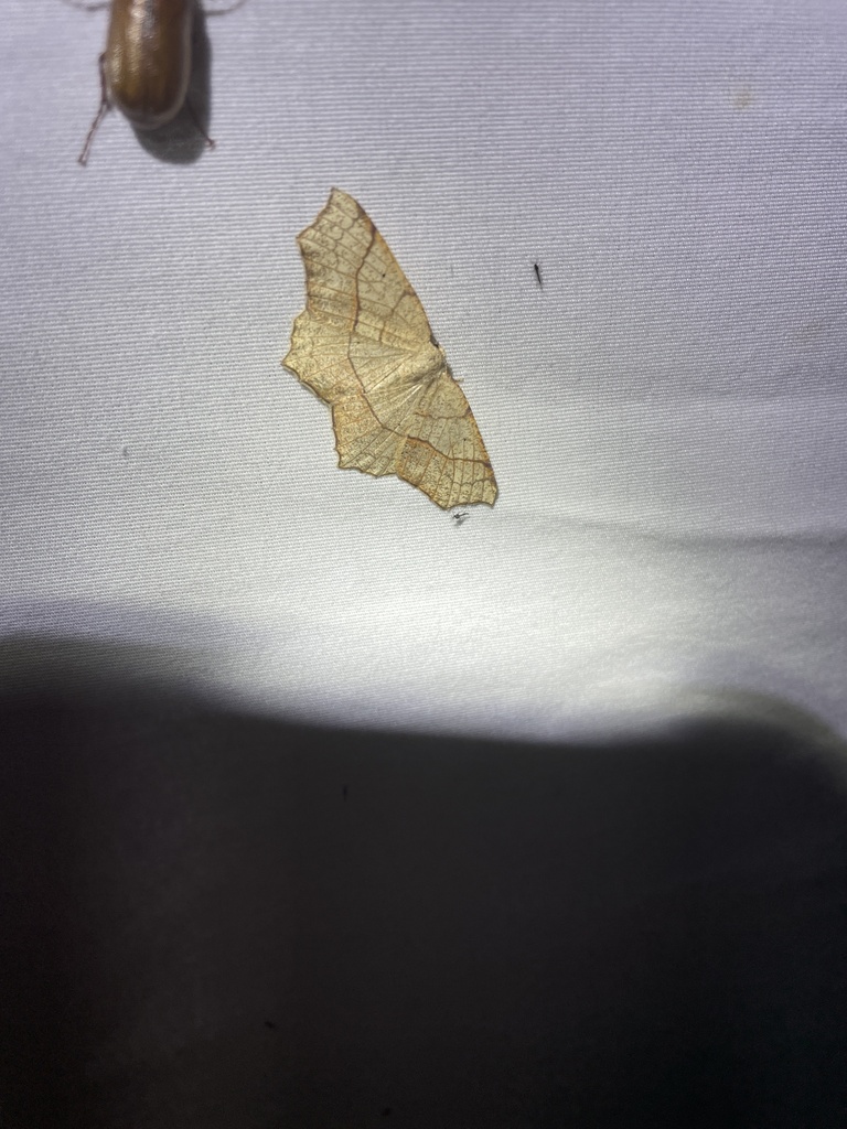 Oak Besma Moth from US Highway 70A E, Hillsborough, NC, US on July 27 ...