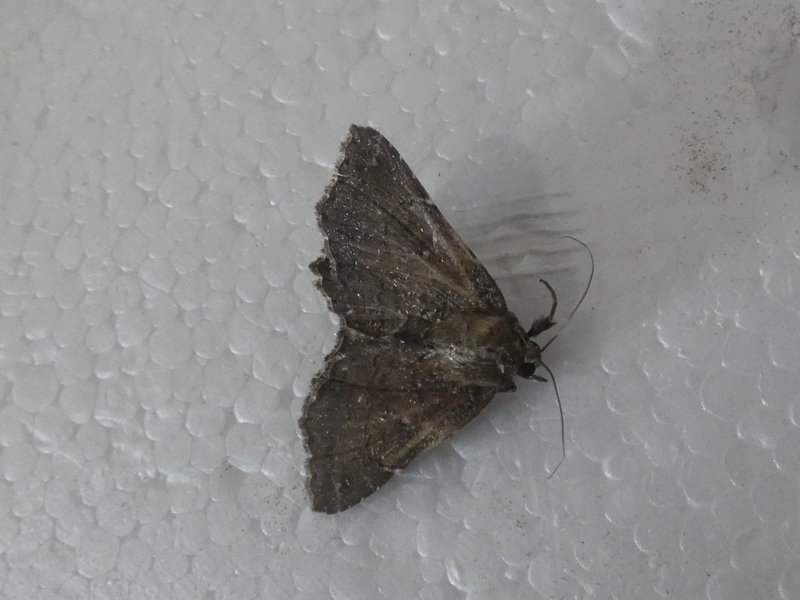 Bocana manifestalis from Vientiane, Laos on July 28, 2024 at 07:57 AM ...