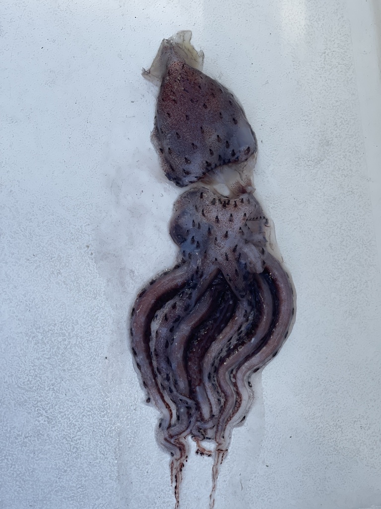 Stigmatoteuthis from Offshore, Palm Beach County, FL. USA on July 27 ...