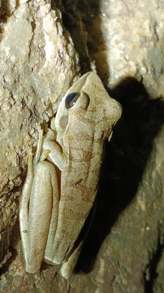Gladiator Tree Frogs from Cachoeira de Goiás - GO, Brasil on July 27 ...
