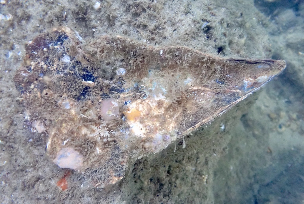 Pen Shells from Tallebudgera Creek, Burleigh Heads, QLD, Australia on ...