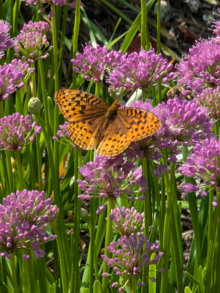 Great Spangled Fritillary from Stewart Township, PA, USA on July 27 ...