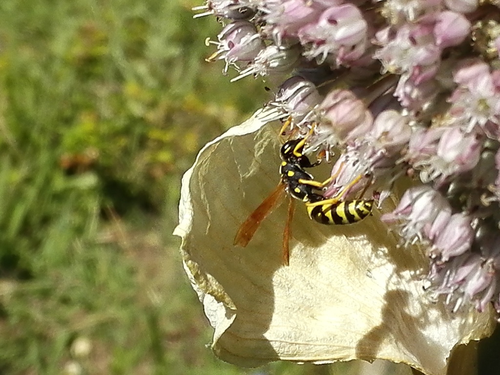 French Paper Wasp from rua professor jose sebastião e silva on June 7 ...